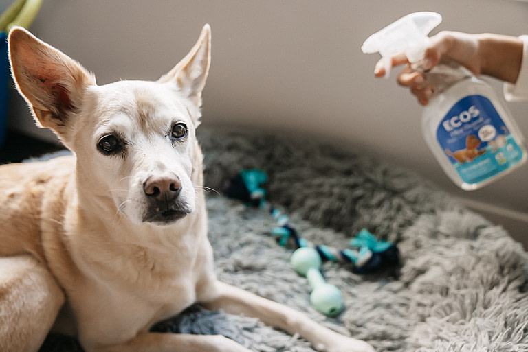 How to Care for Your Dog in an Eco-Conscious Way - ECOS®